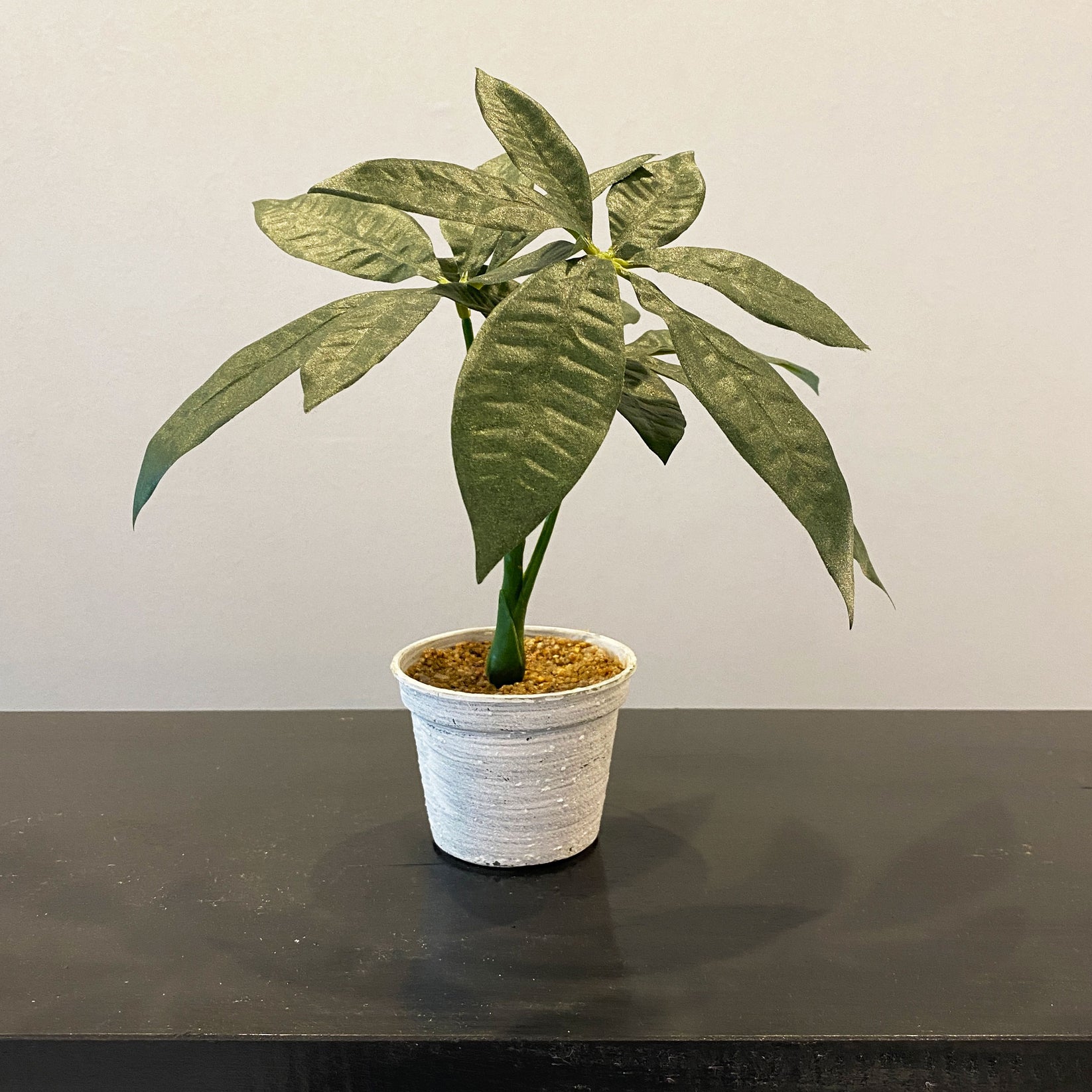 ミニパキラ - フェイクグリーン専用通販サイト – フェイクグリーン専門店「& GARDEN」 公式オンラインショップ