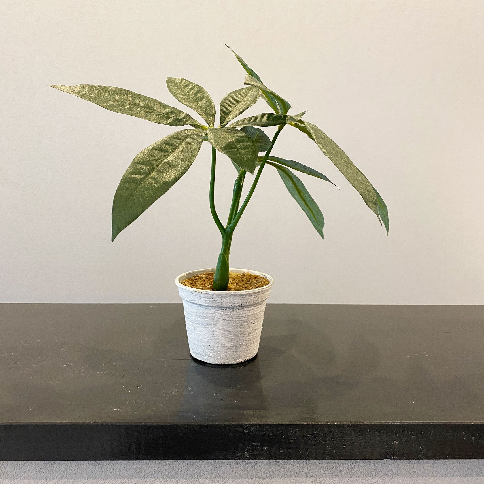 ミニパキラ - フェイクグリーン専用通販サイト – フェイクグリーン専門店「& GARDEN」 公式オンラインショップ